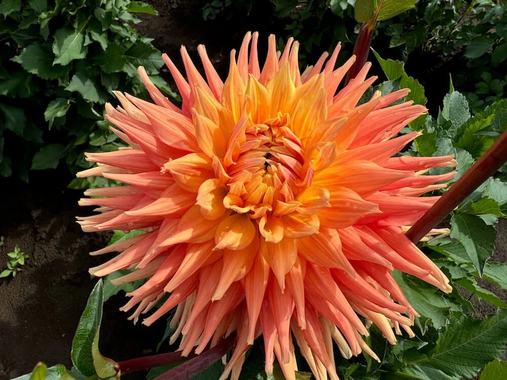 Dahlia 'Valley Rust Bucket' (Valley Rust Bucket Dahlia) — Northwest Blooms
