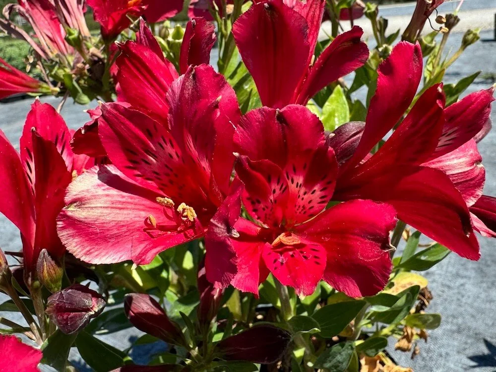 Alstroemeria 'Red Elf' (Red Elf Peruvian Lily) — Northwest Blooms