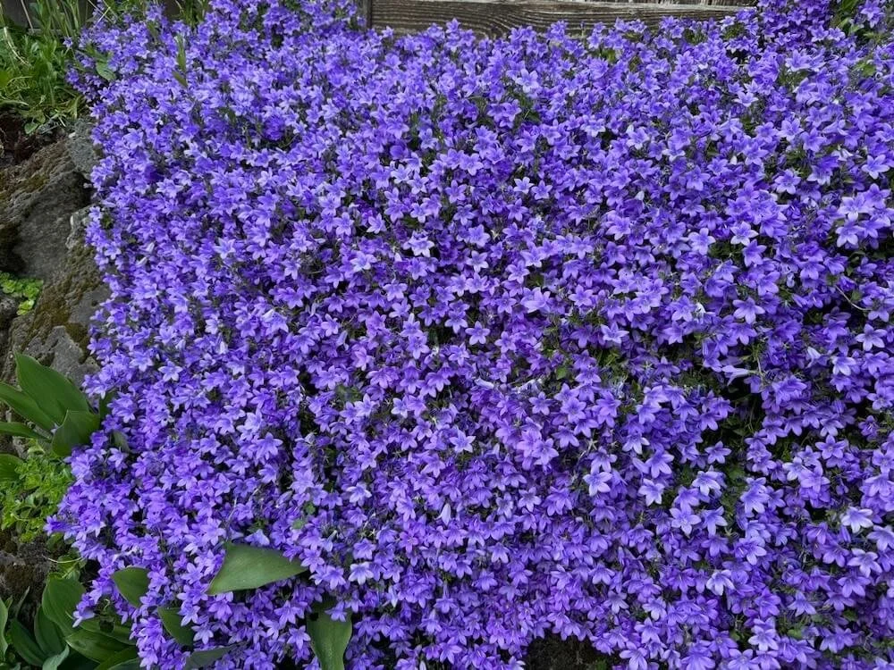 Campanula portenschlagiana (Dalmation Bellflower) — Northwest Blooms