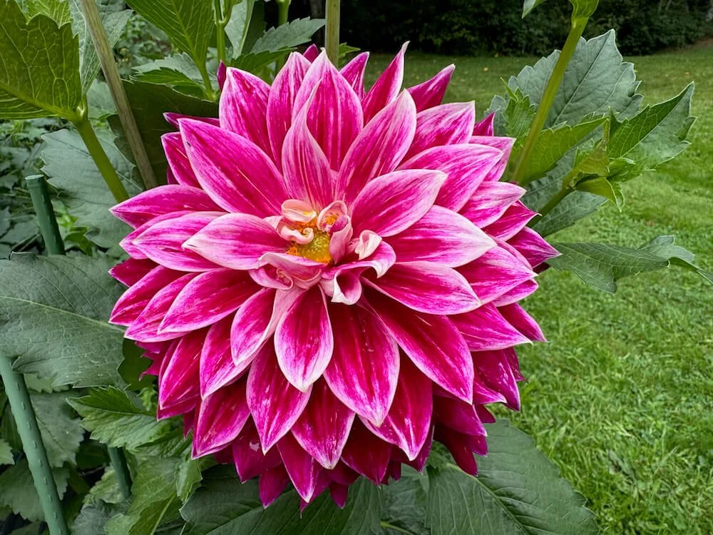 Dahlia 'Saddlerock Tiny Giant' — Northwest Blooms