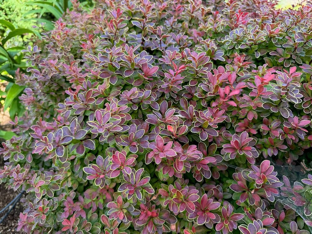 Berberis thunbergii 'Goruzam' (Golden Ruby Barberry) — Northwest Blooms