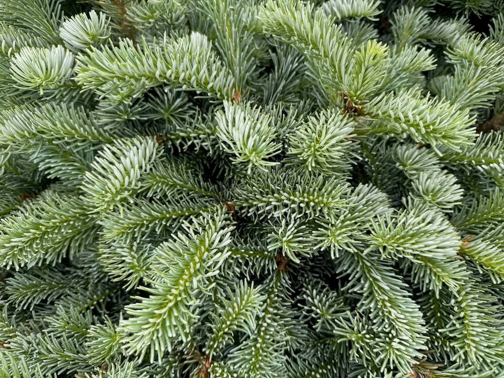 Taxus x media 'H.M. Eddie' (H.M. Eddie Yew) — Northwest Blooms