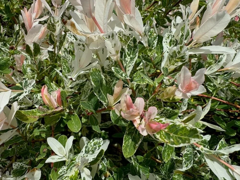 Leucothoe fontanesiana 'Rainbow' (Rainbow Drooping Leucothoe ...