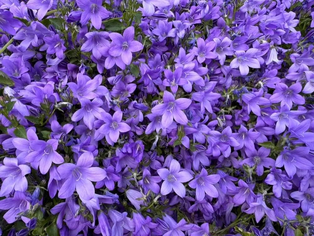 Campanula portenschlagiana (Dalmation Bellflower) — Northwest Blooms