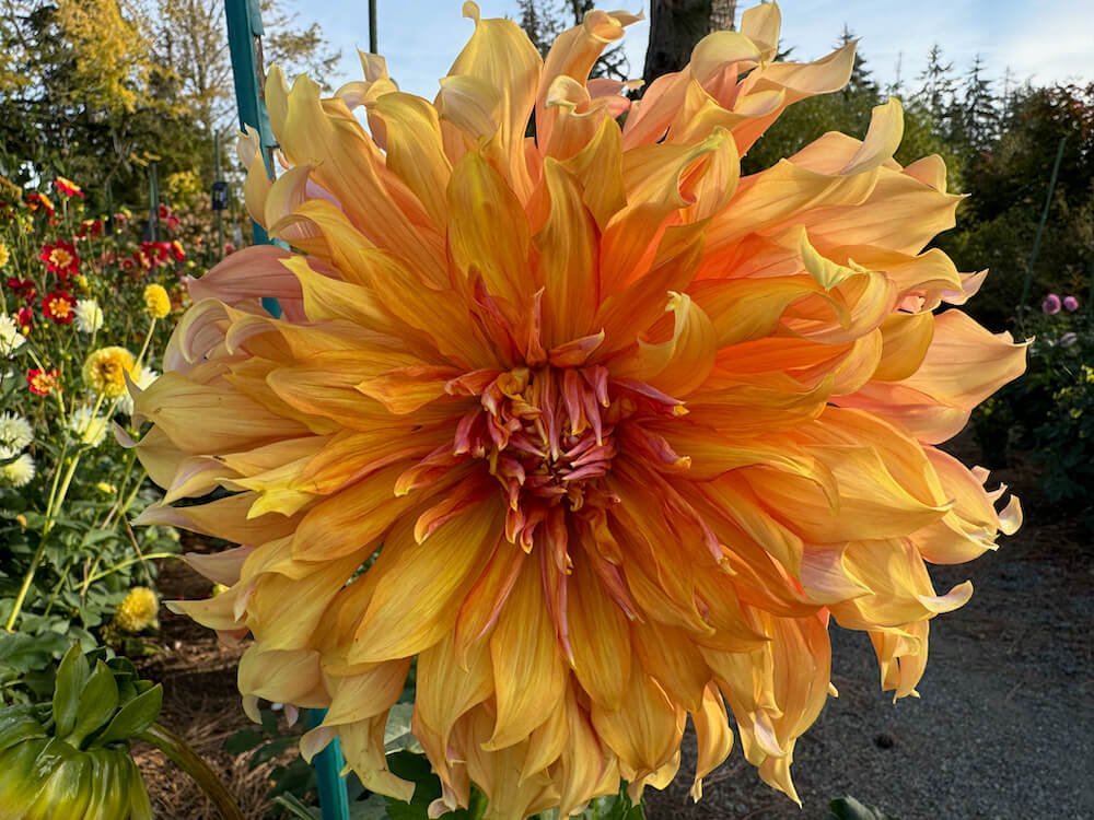 Dahlia 'Kelsey Neahkahnie' (Kelsey Neahkahnie Dahlia) — Northwest Blooms