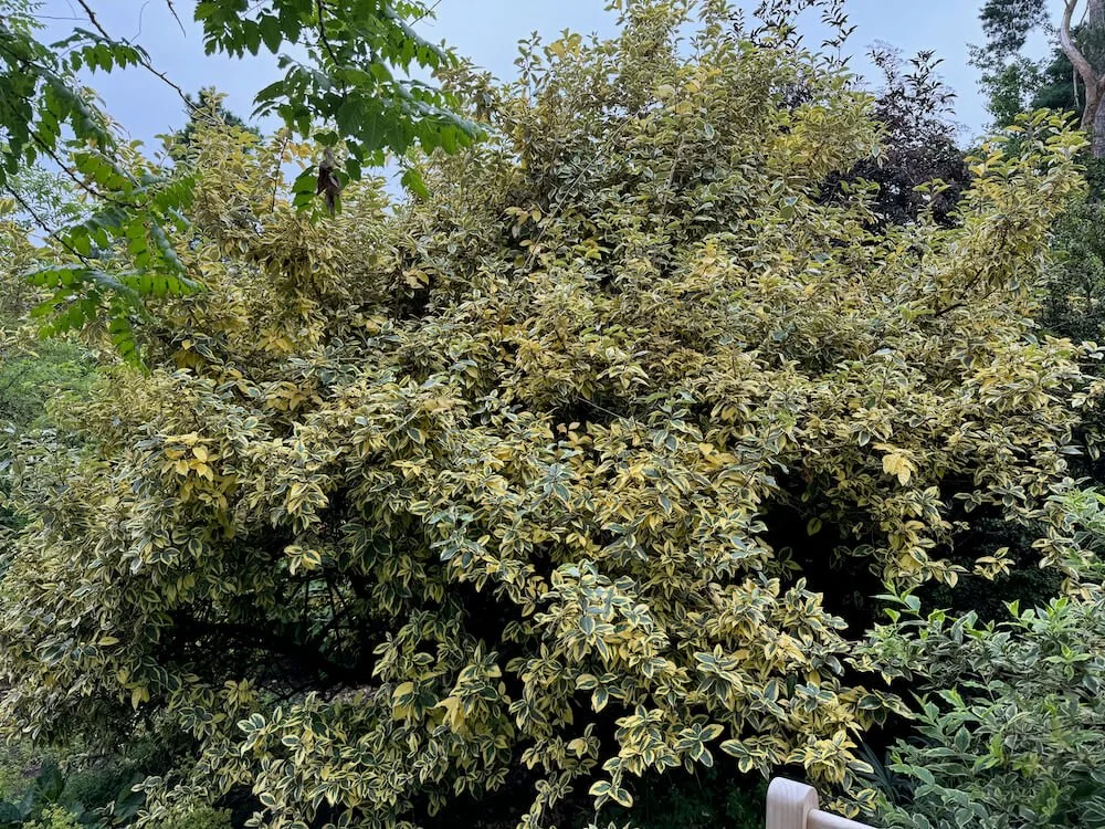 Fatsia japonica 'Variegata' (Variegated Japanese Aralia) — Northwest Blooms