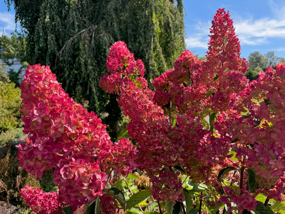 Pieris japonica 'Glowing Hearts' (Glowing Hearts Pieris) — Northwest Blooms