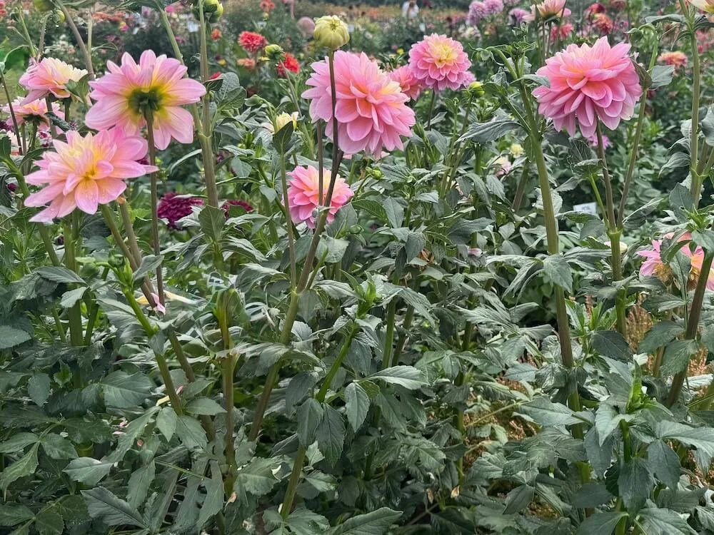 Dahlia 'Kelgai Ann' (Kelgai Ann Dahlia) — Northwest Blooms