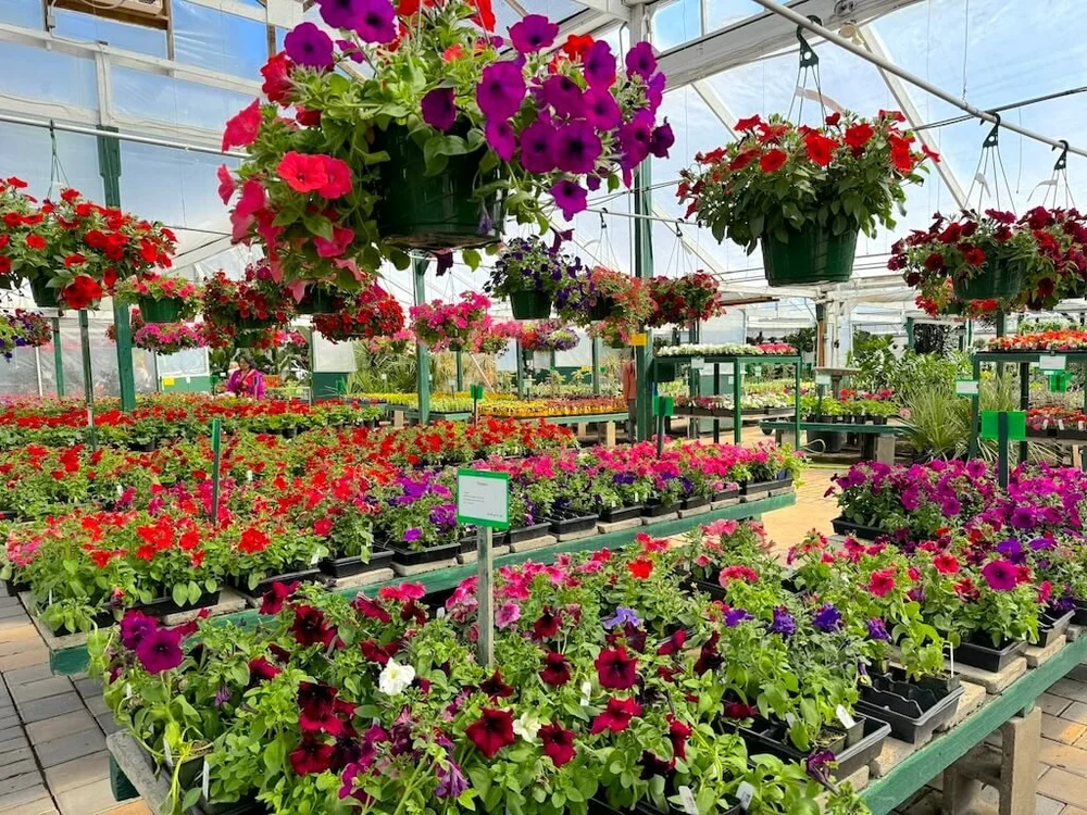 Flower World (Woodinville) — Northwest Blooms