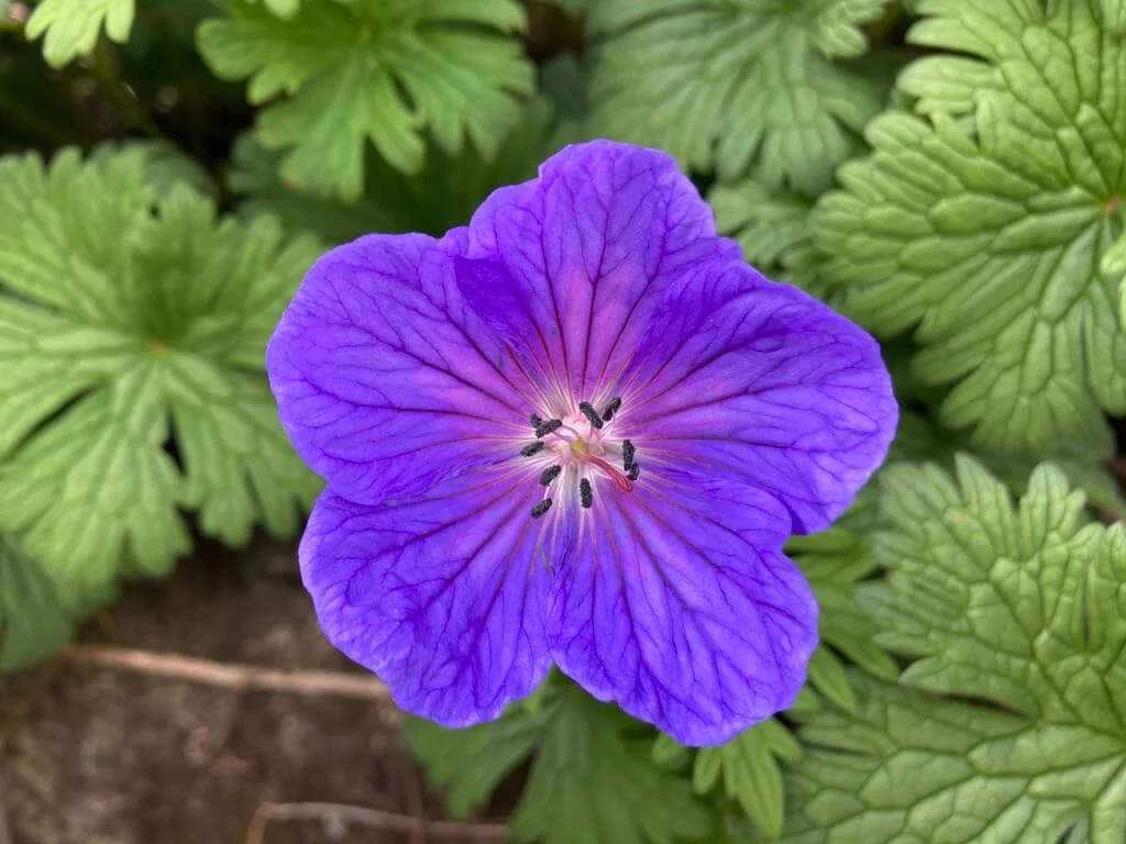 Geranium himalayense 'Gravetye' ( Lilac Cranesbill) — Northwest Blooms