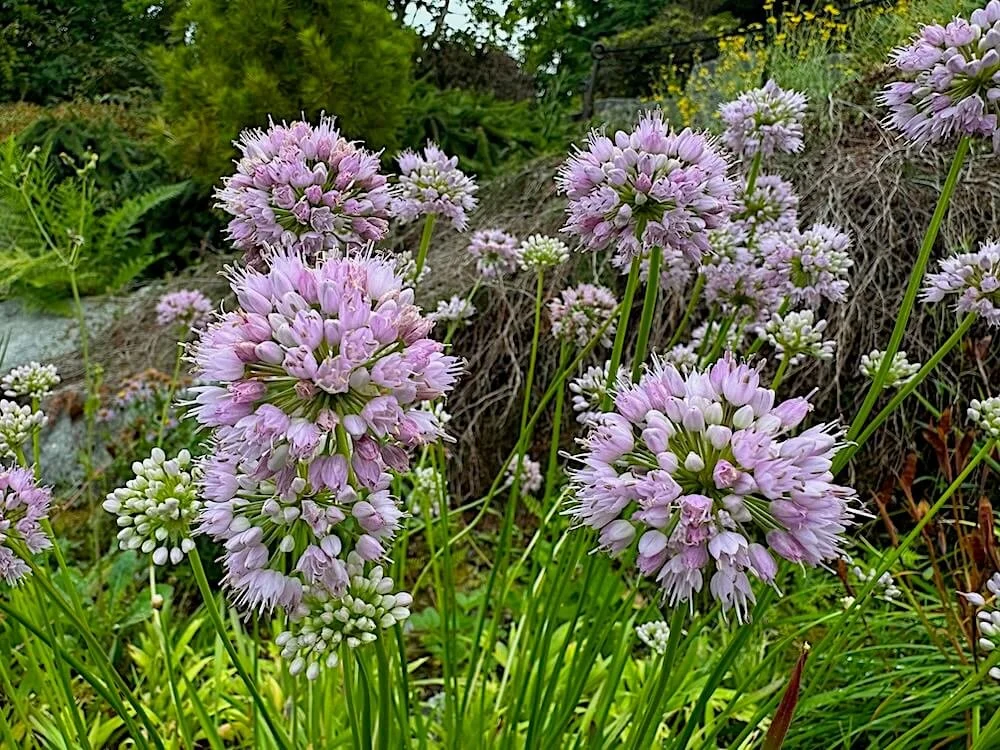 Aster × frikartii 'Monch' (Frikart's Aster) — Northwest Blooms