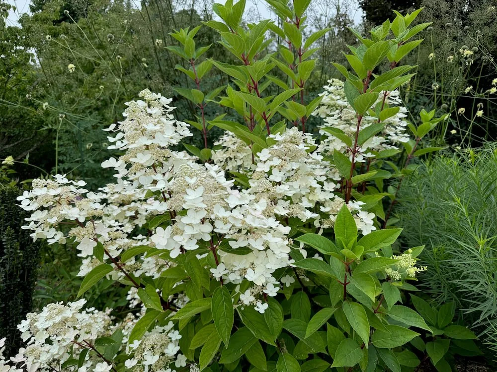 Hydrangea arborescens 'Green Dragon' (Green Dragon Smooth Hydrangea ...