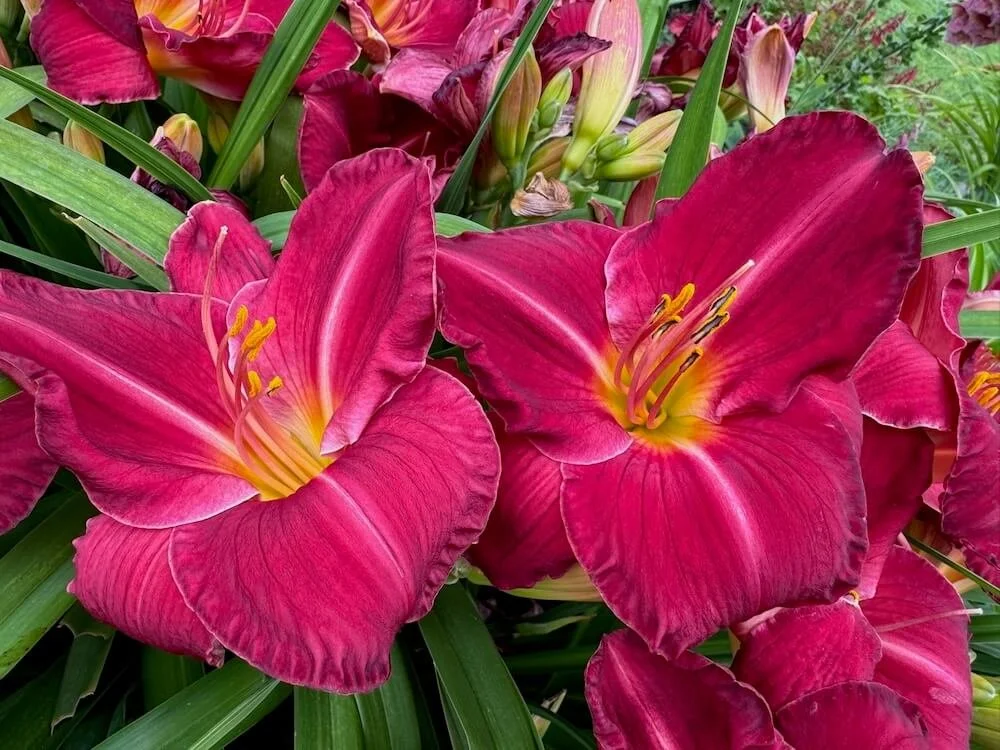 Helenium autumnale 'Potter's Wheel' (Potter's Wheel Sneezeweed ...
