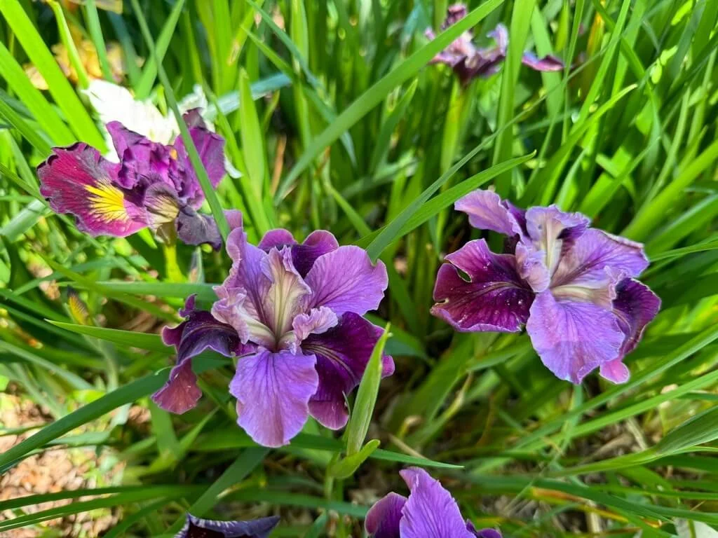 Iris chrysographes (Black Iris) — Northwest Blooms