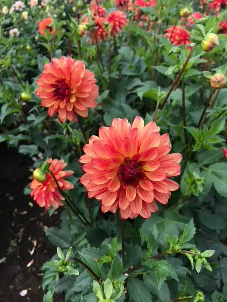 Dahlia 'Valley Rust Bucket' (Valley Rust Bucket Dahlia) — Northwest Blooms