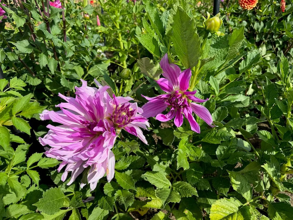 Dahlia 'Creme de Cassis' — Northwest Blooms