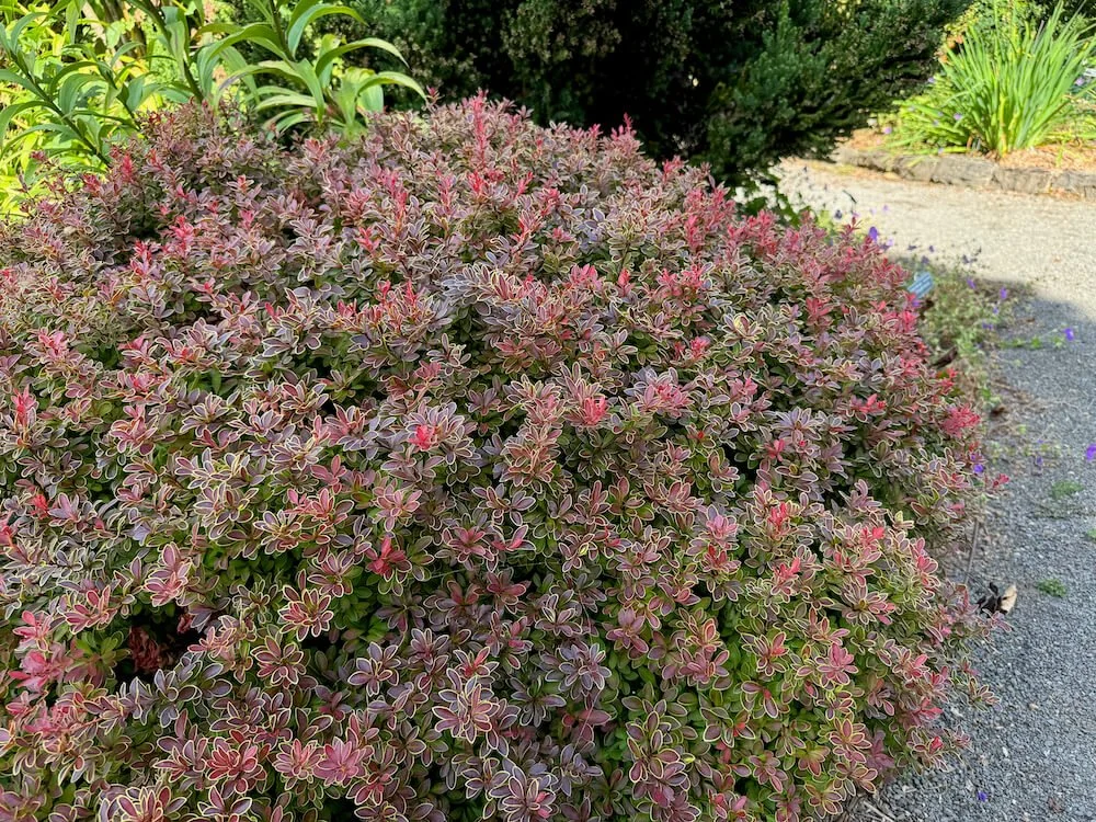 Nandina domestica 'Burgundy Wine' (Burgundy Wine Heavenly Bamboo ...