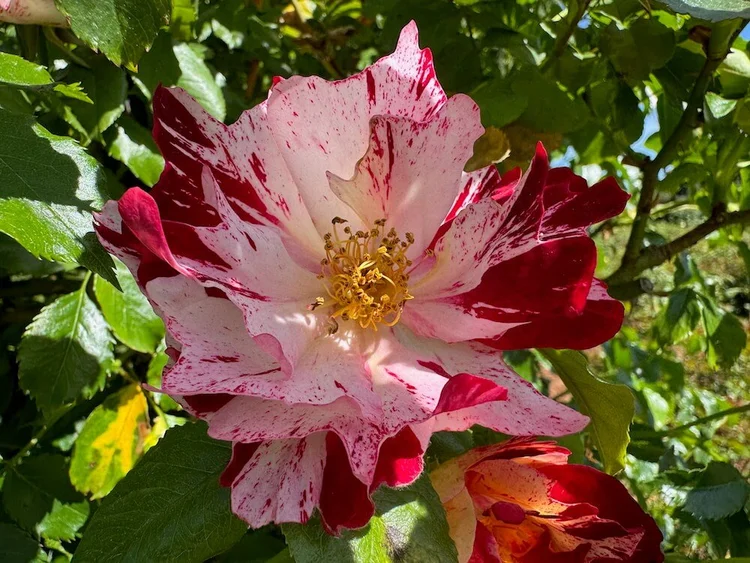 Rosa 'Marc Chagall' (Marc Chagall Floribunda Rose) — Northwest Blooms