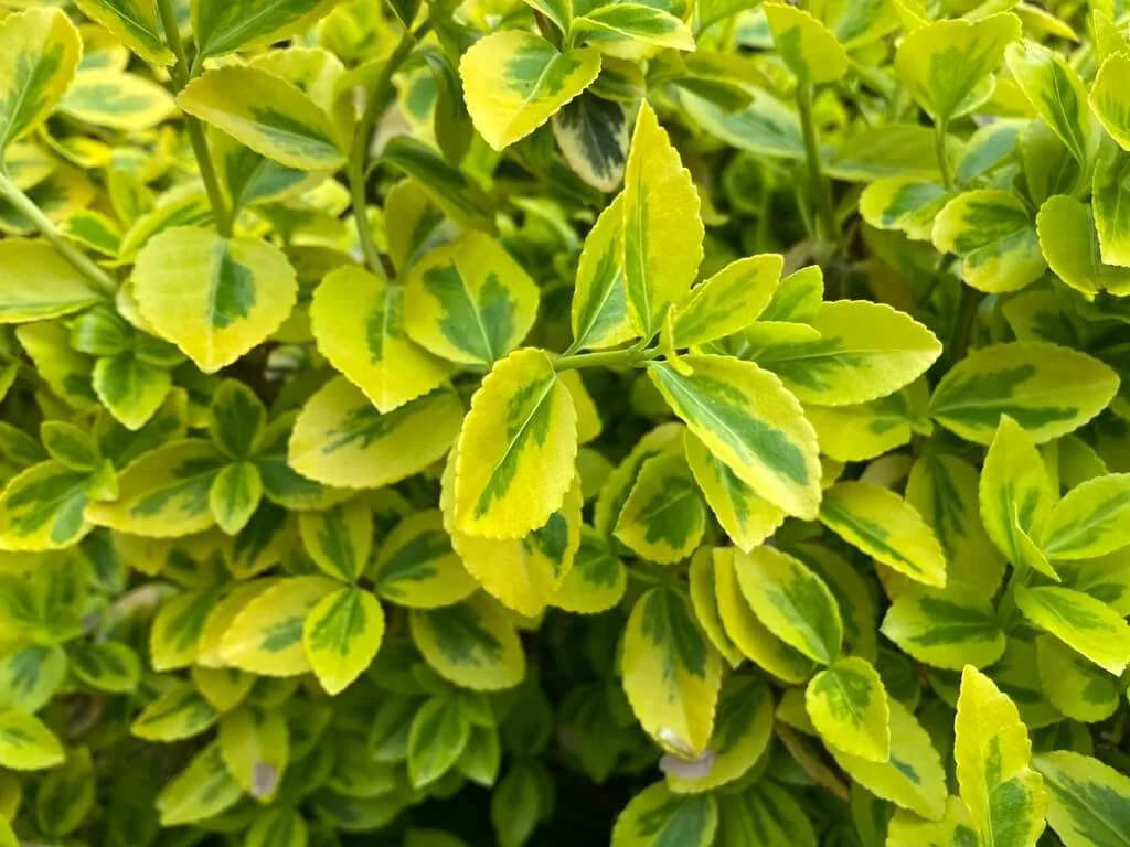 Fatsia japonica 'Variegata' (Variegated Japanese Aralia) — Northwest Blooms