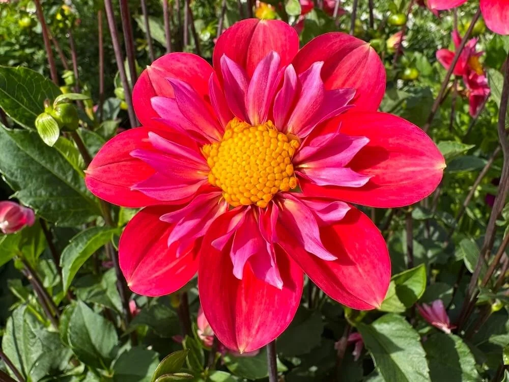 Dahlia 'Pipsqueak' (Pipsqueak Dahlia) — Northwest Blooms
