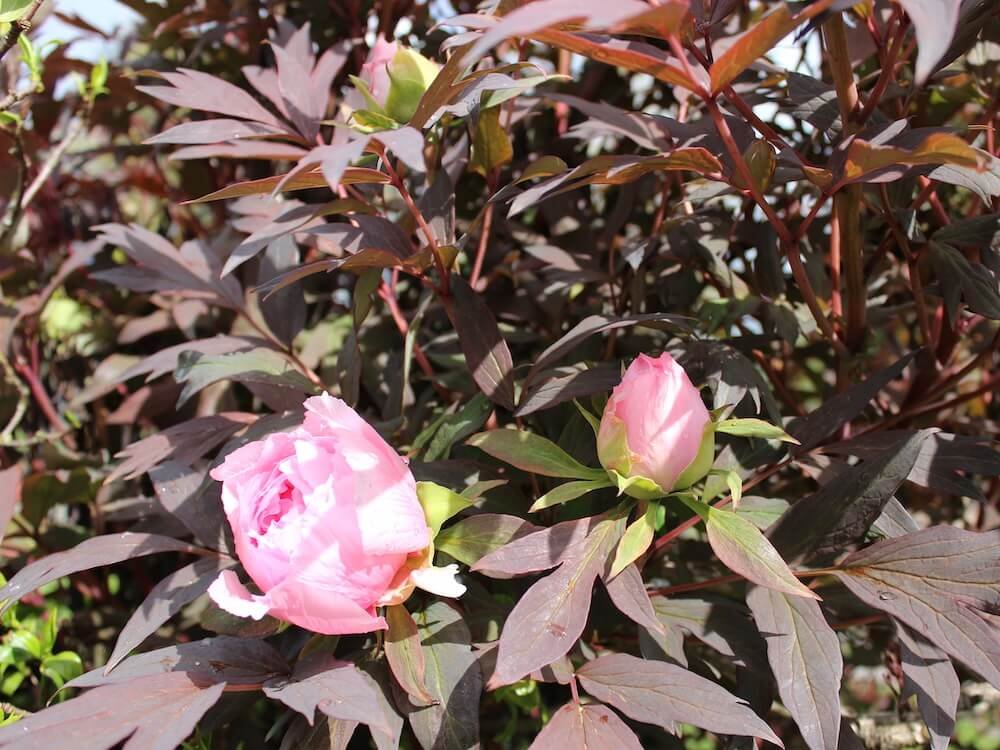 Nandina domestica 'Burgundy Wine' (Burgundy Wine Heavenly Bamboo ...