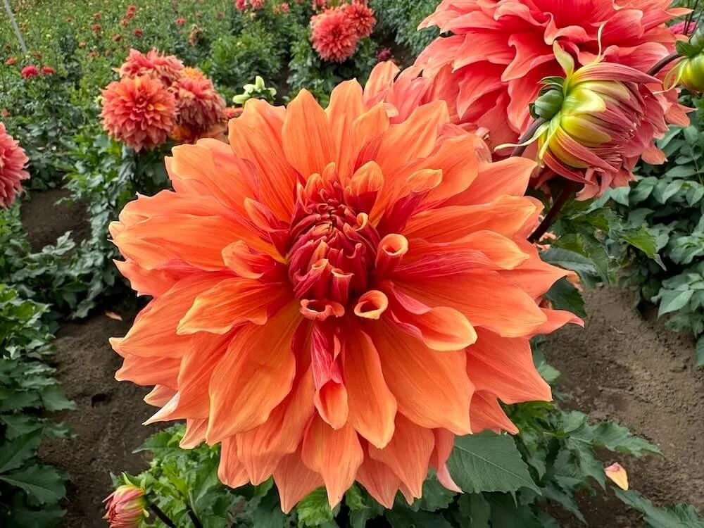 Dahlia 'Valley Rust Bucket' (Valley Rust Bucket Dahlia) — Northwest Blooms