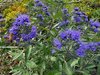 Hydrangea macrophylla 'Monmar' (Blue Enchantress Hydrangea) — Northwest ...