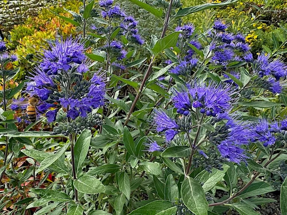 Ceanothus thyrsiflorus 'Victoria' (Victoria California Lilac ...