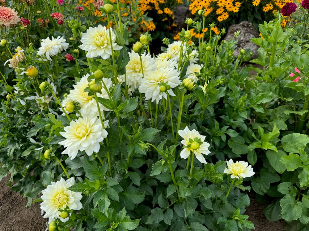 Dahlia 'Bride to Be' — Northwest Blooms