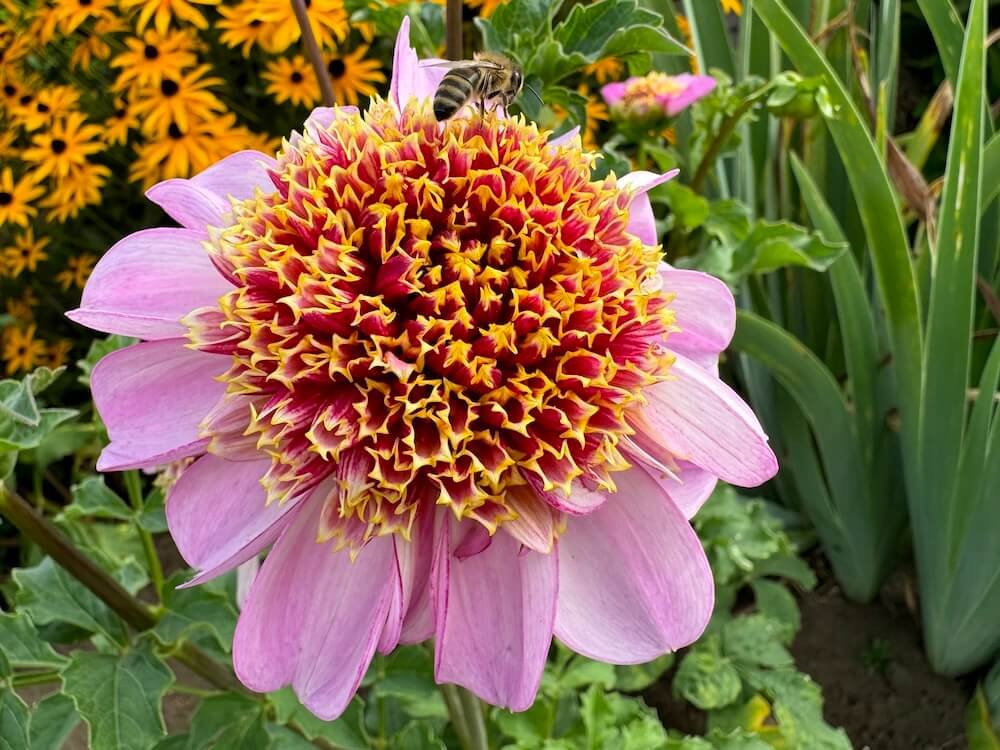 Dahlia 'Bliss' (Bliss Dahlia) — Northwest Blooms
