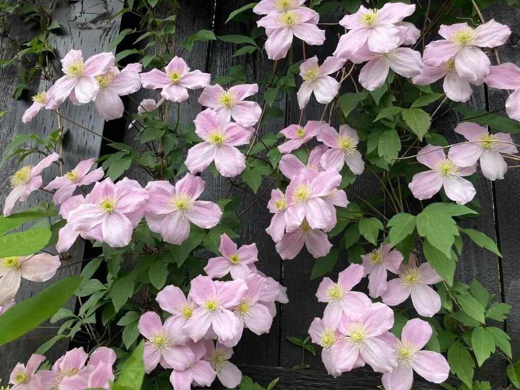 Clematis montana var. rubens 'Mayleen' (Mayleen Clematis) — Northwest ...