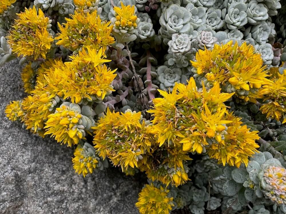 Sedum dasyphyllum 'Himalayan Skies' (Himalayan Skies Stonecrop ...