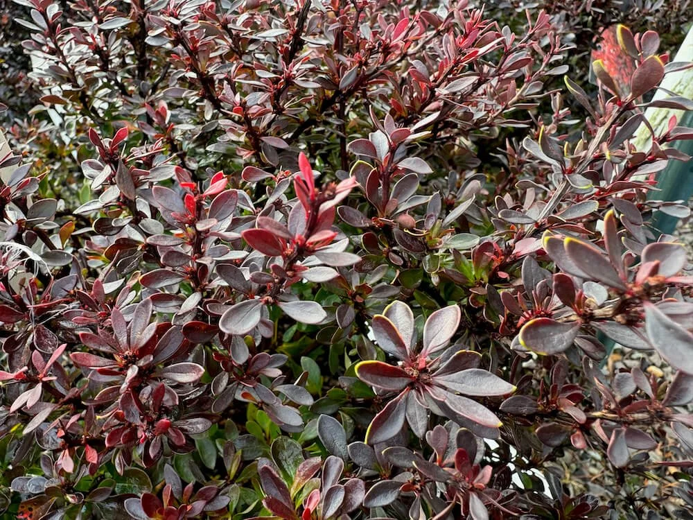 Hypericum x inodorum 'Kolsan' (FloralBerry Sangria St. John's Wort ...