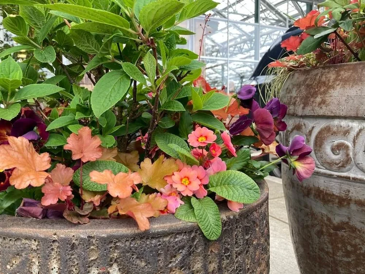 Plant Nurseries in the Seattle Area — Northwest Blooms