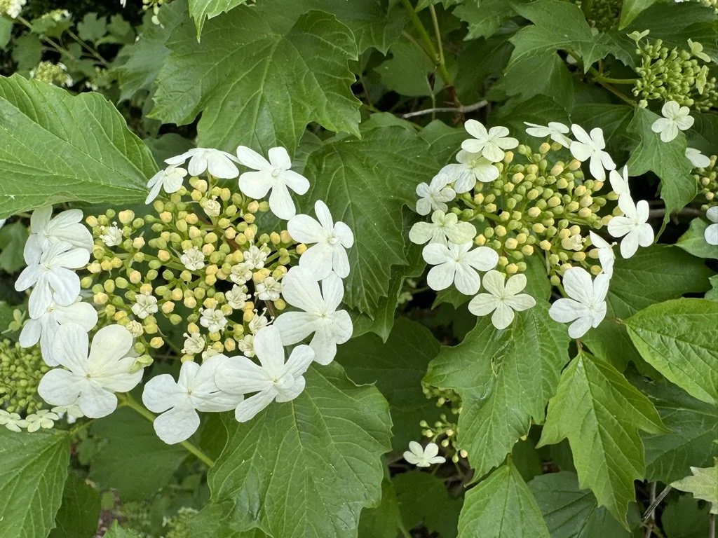 Woodland Park Zoo Rose Garden — Northwest Blooms