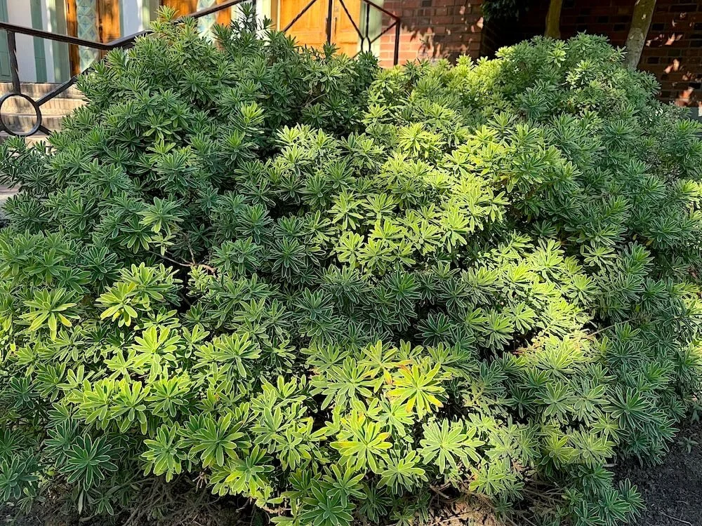 Prunus laurocerasus 'Mount Vernon' (Dwarf English Laurel) — Northwest ...