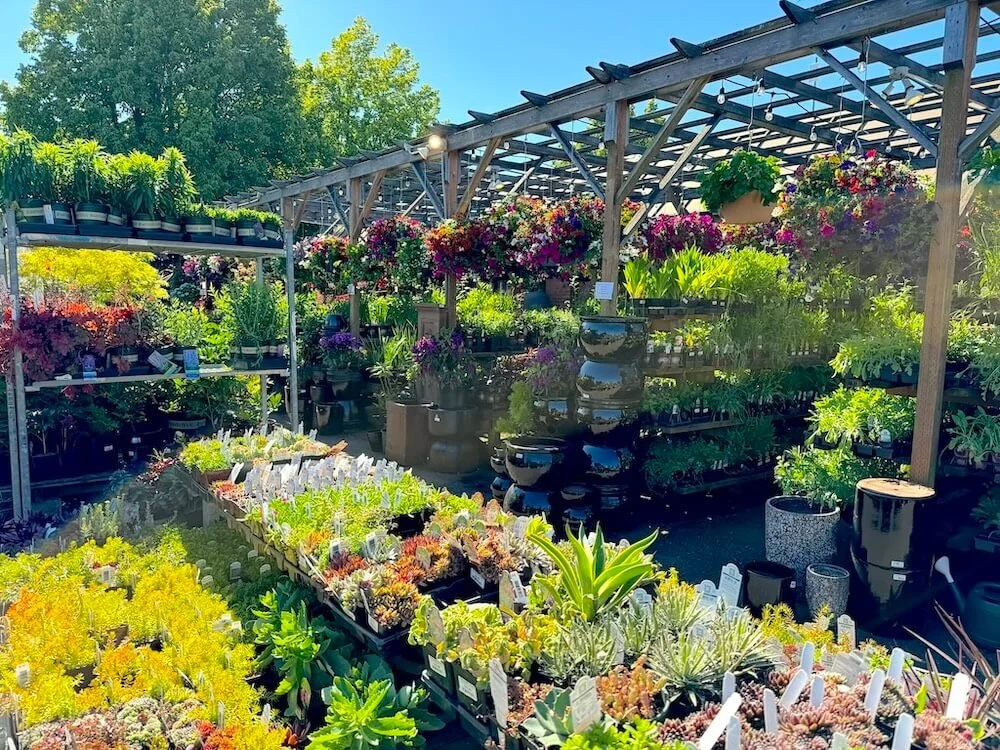 West Seattle Nursery (Seattle) — Northwest Blooms