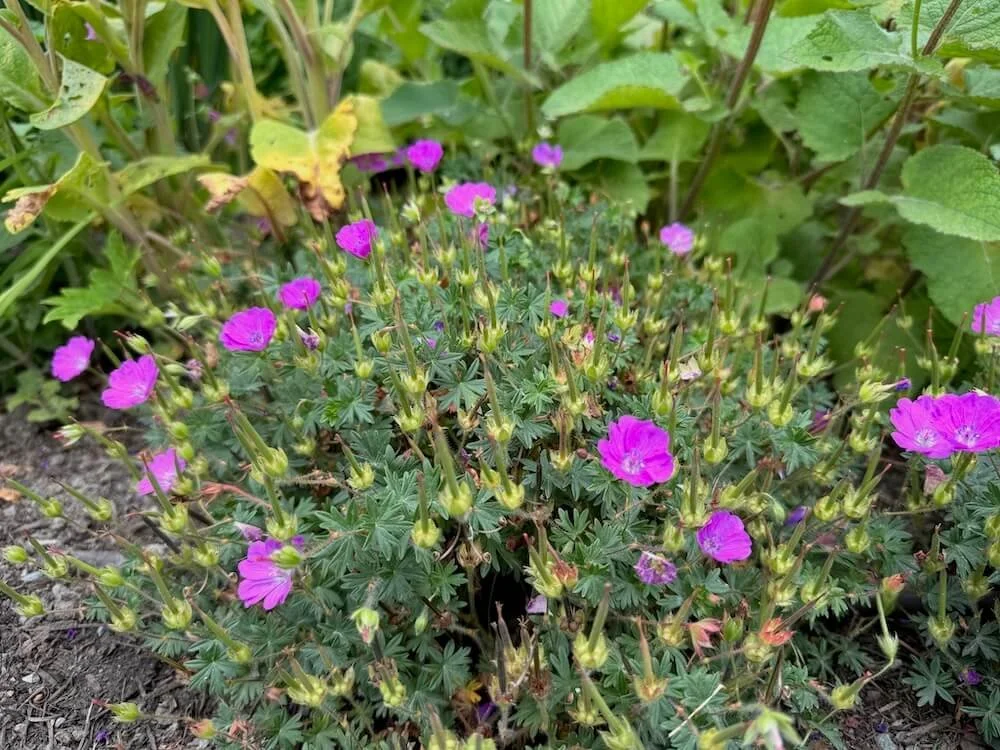 Geranium sanguineum 'Max Frei' (Max Frei Cranesbill) — Northwest Blooms