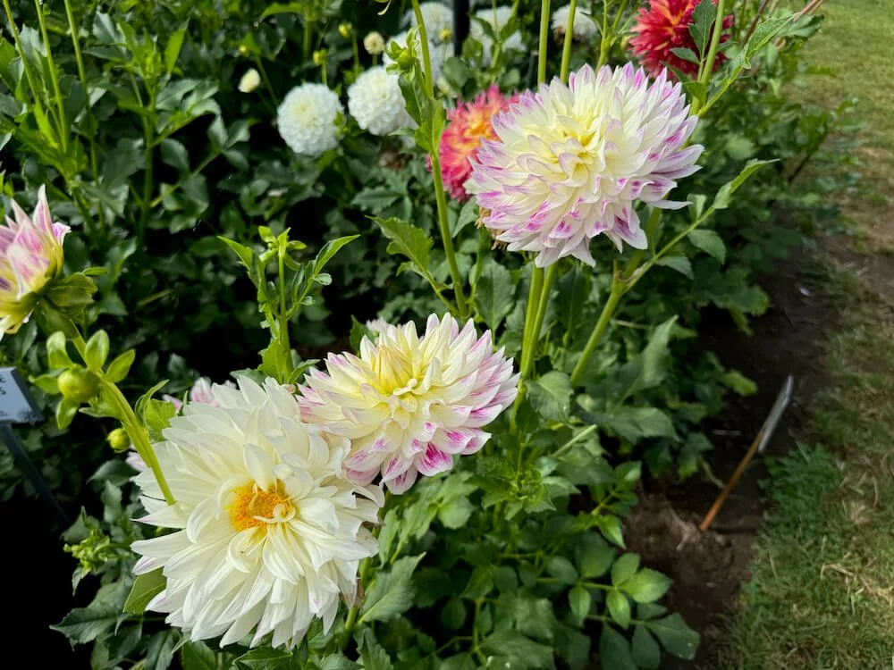 Dahlia 'Gitts Attention' (Gitts Attention Dahlia) — Northwest Blooms