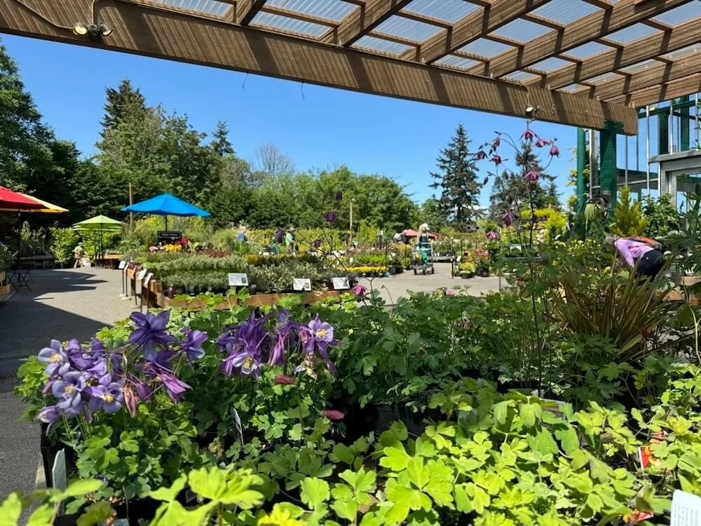 Swansons Nursery (Seattle) — Northwest Blooms