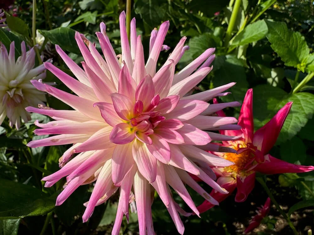 Dahlia 'Hapet Ideal' — Northwest Blooms