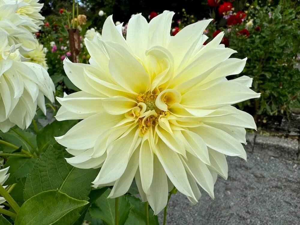 Dahlia 'Gitts Attention' (Gitts Attention Dahlia) — Northwest Blooms