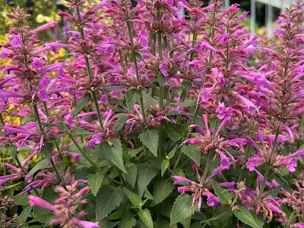 Agastache mexicana 'Balsumlilac' (Summeerlong Lilac Mexican Giant ...