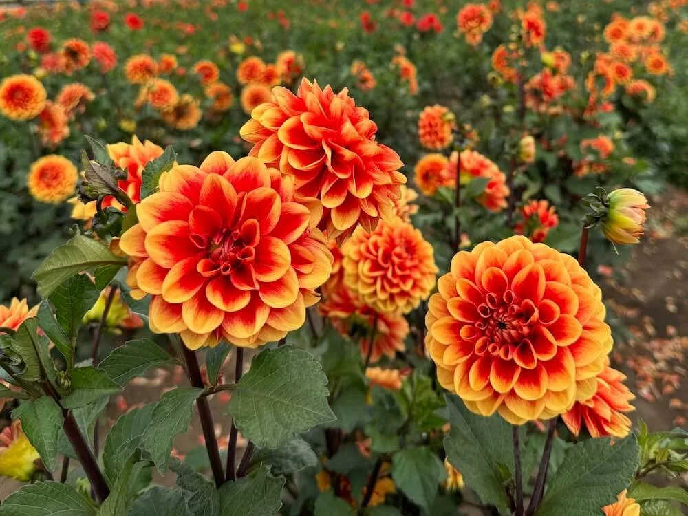 Dahlia 'Valley Rust Bucket' (Valley Rust Bucket Dahlia) — Northwest Blooms