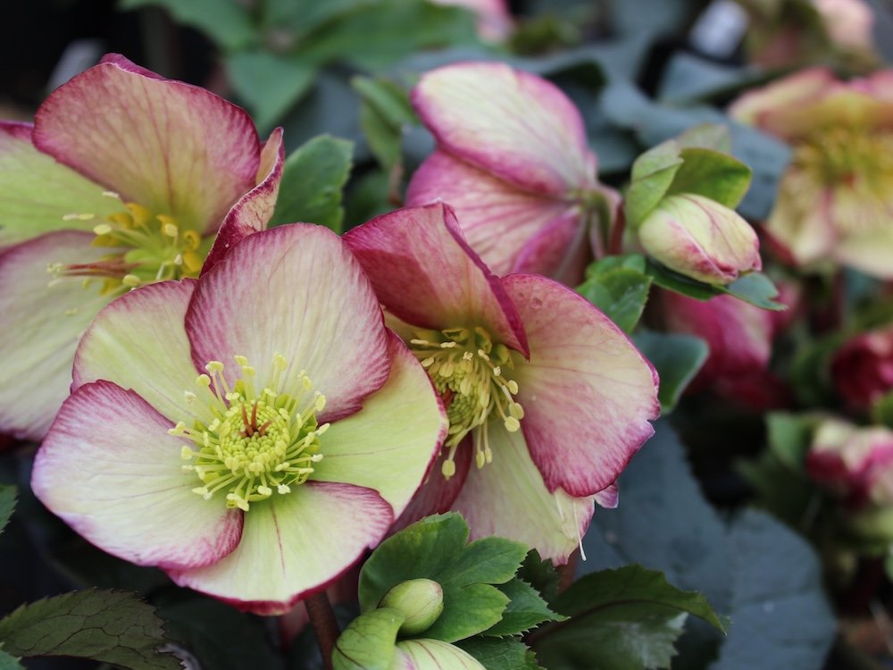 Hellebores — Northwest Blooms