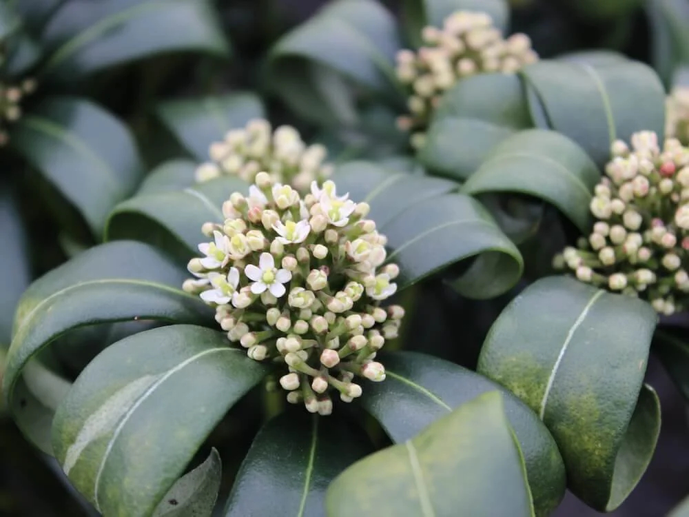 Prunus laurocerasus 'Mount Vernon' (Dwarf English Laurel) — Northwest ...
