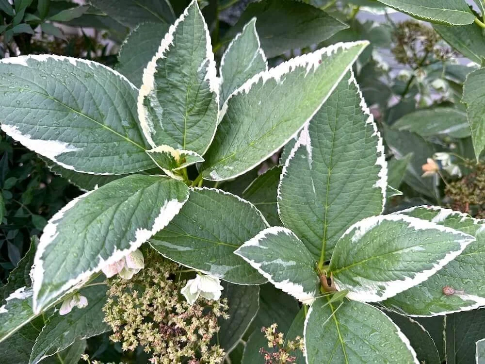 Hydrangea macrophylla 'Monmar' (Blue Enchantress Hydrangea) — Northwest ...