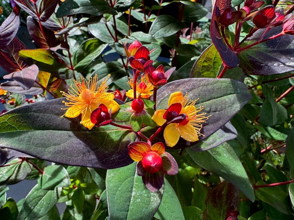 Nandina domestica 'Burgundy Wine' (Burgundy Wine Heavenly Bamboo ...