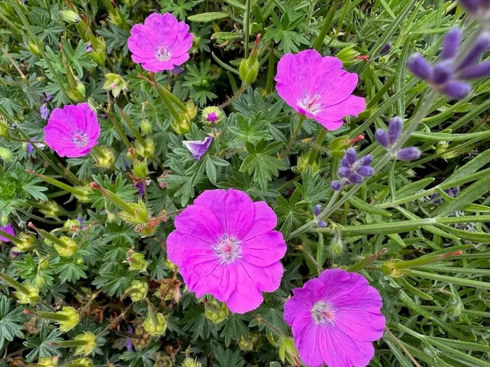 Geranium sanguineum 'Max Frei' (Max Frei Cranesbill) — Northwest Blooms