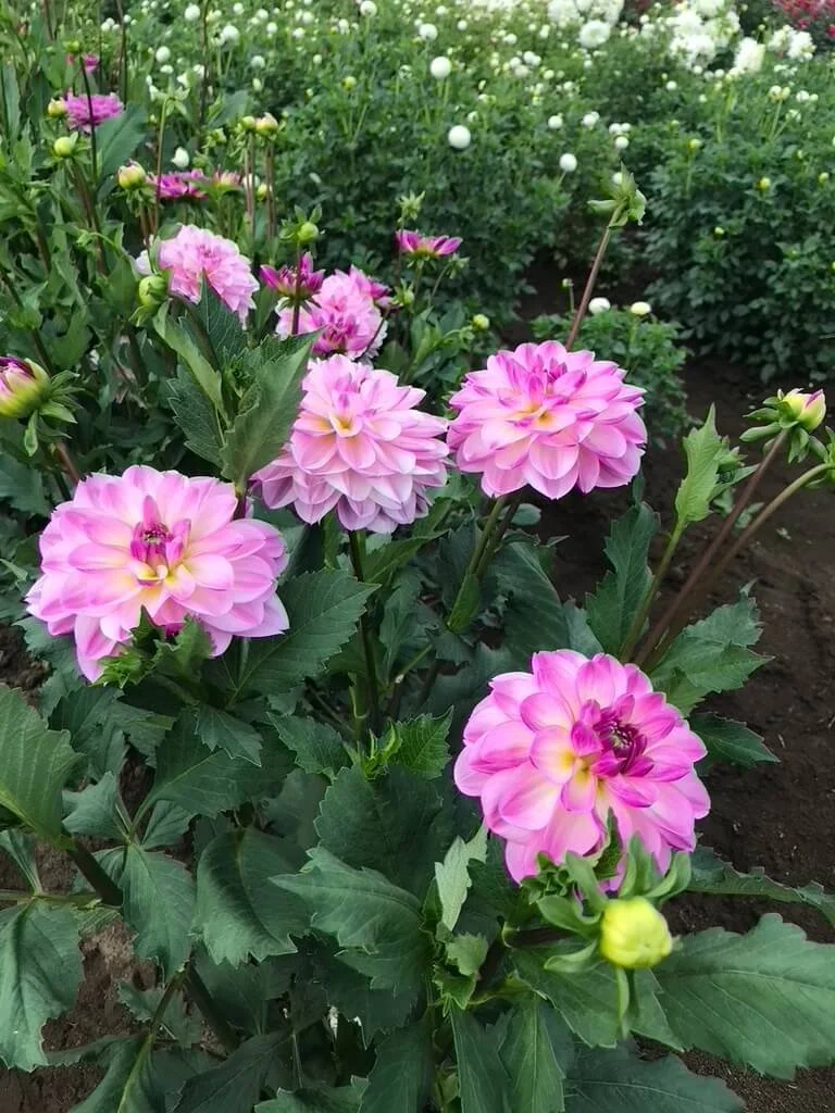 Dahlia 'Kelgai Ann' (Kelgai Ann Dahlia) — Northwest Blooms